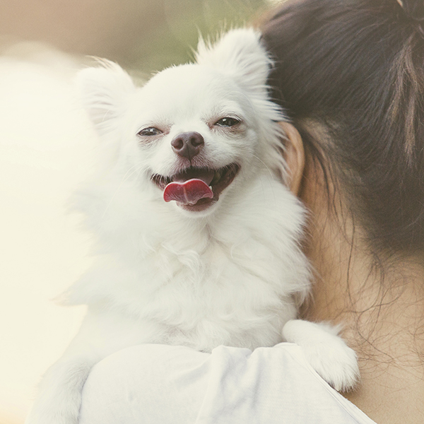 5 habits of an incredibly happy dog - Dig-In