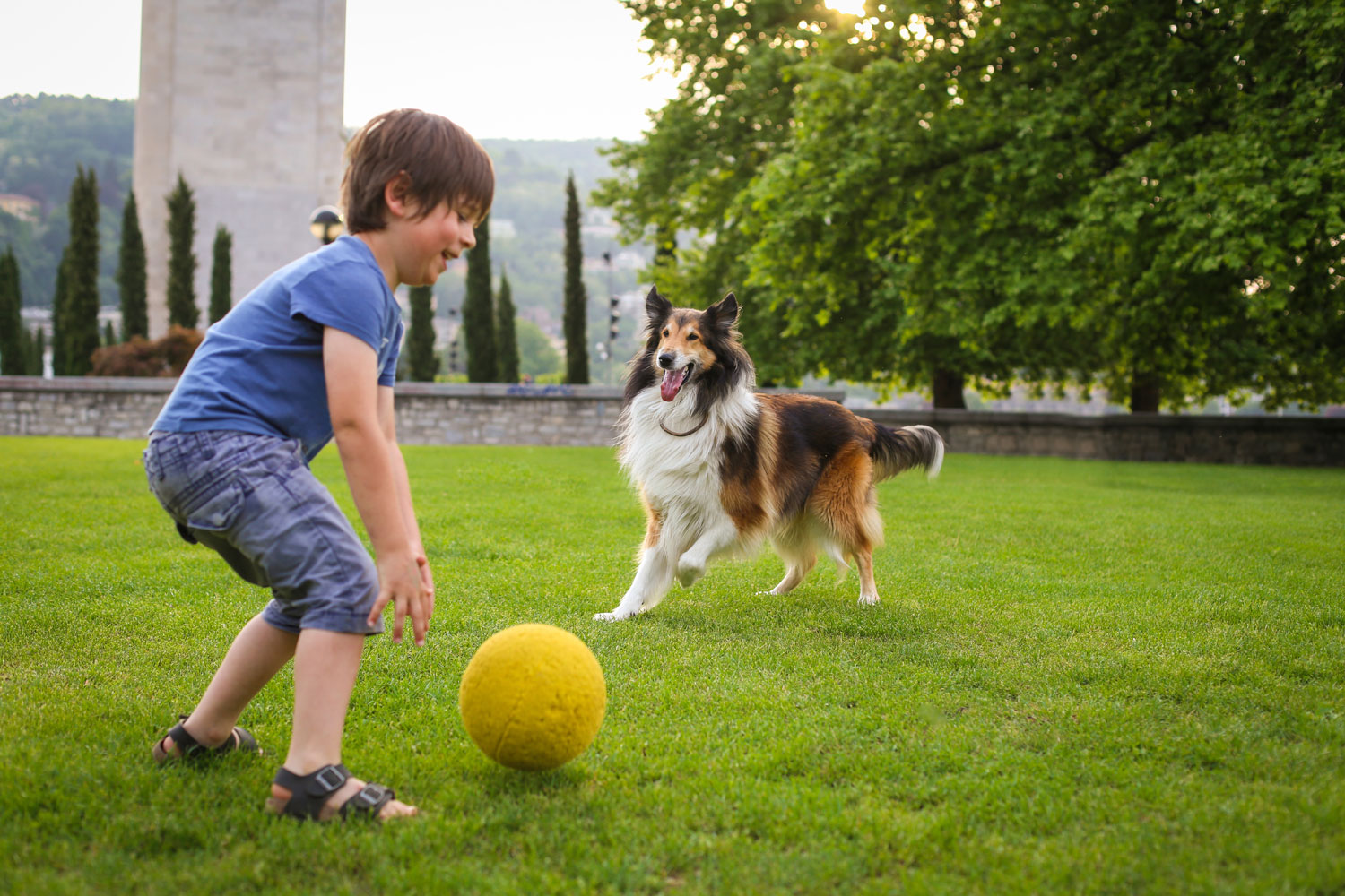 3 fun games your dog will love - Dig-In