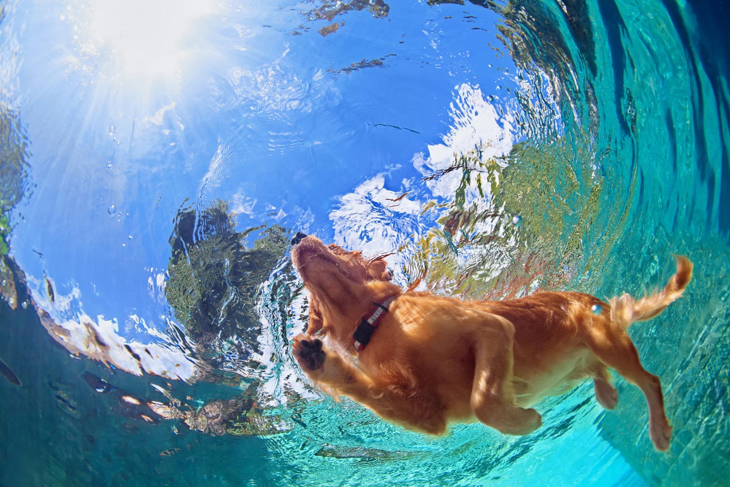 Keep Your Dog Cool this Summer - Dig-In Keep Your Dog Cool this Summer - Dig-In