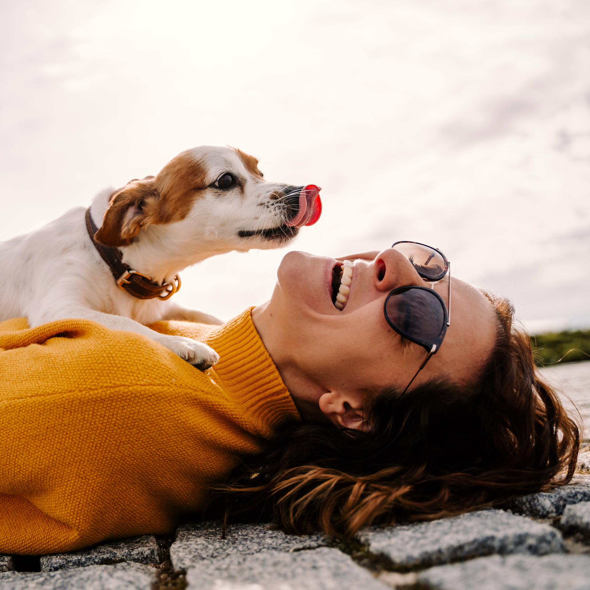 Boosting Canine Immunity: 3 Activities to Strengthen Your Dog's Immune ...