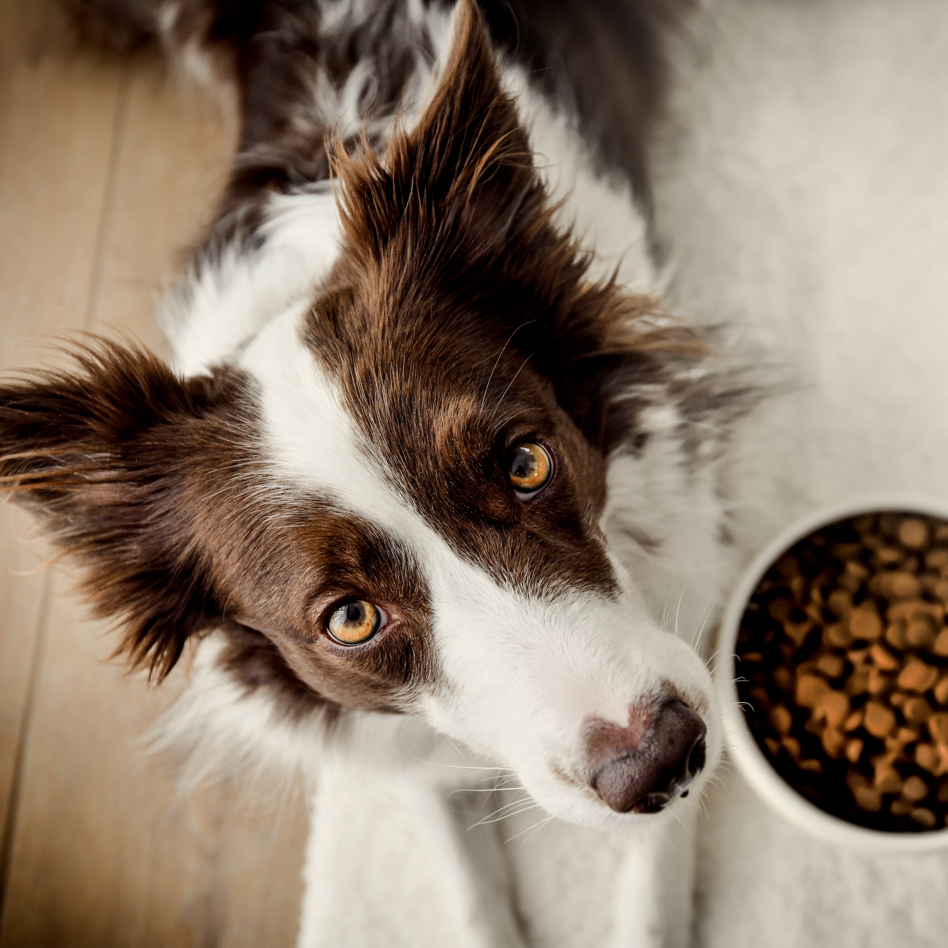 5 Signs it's Time to Switch Dog Foods - Dig-In