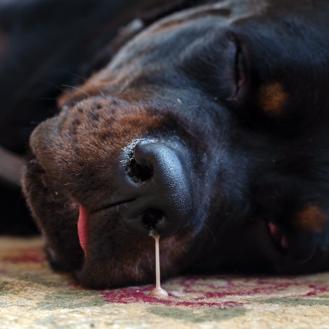 Sniffles Got You Down? Help Your Pup Breathe Easy This Winter! - Dig-In