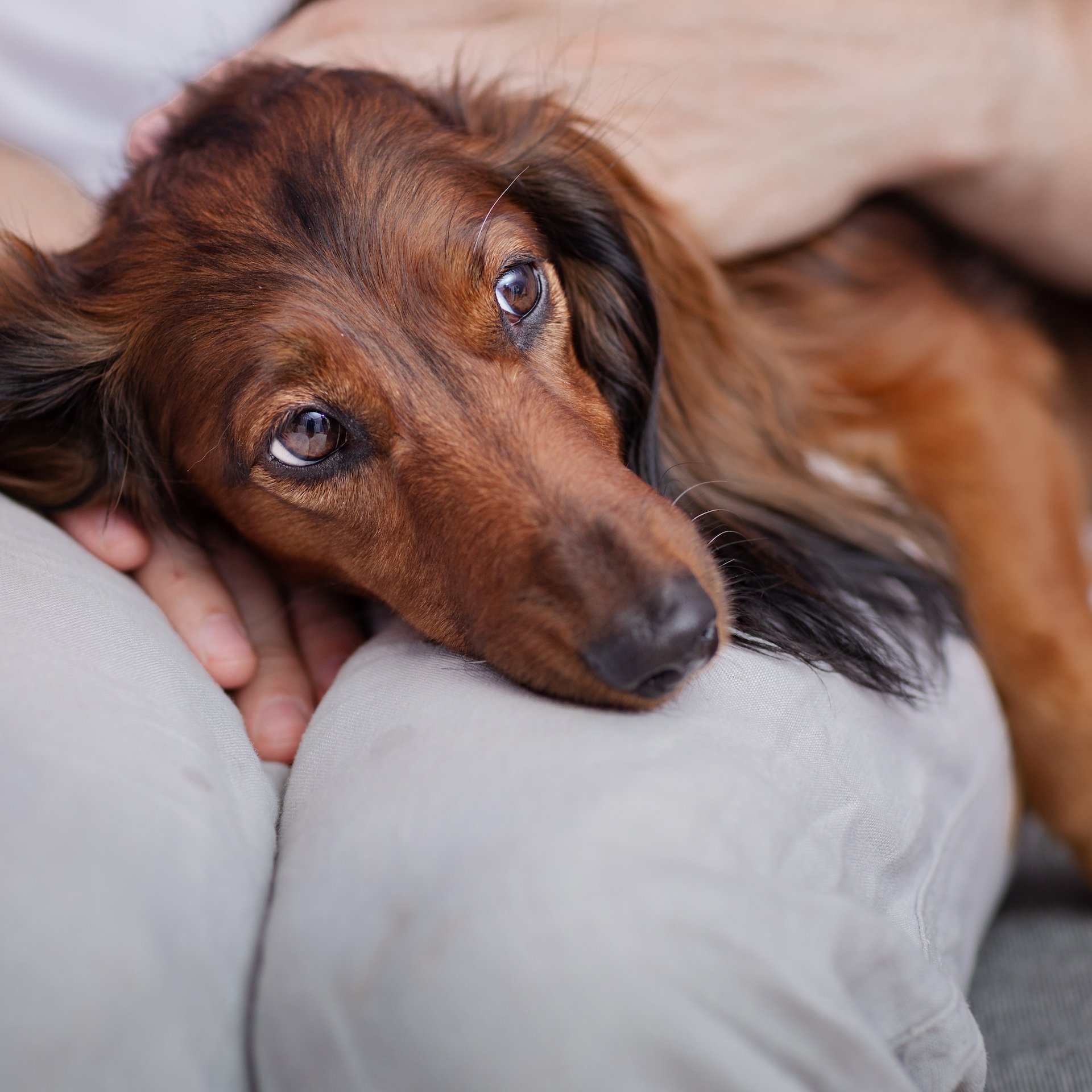 Simple Checks for a Happy and Healthy Pup - Dig-In